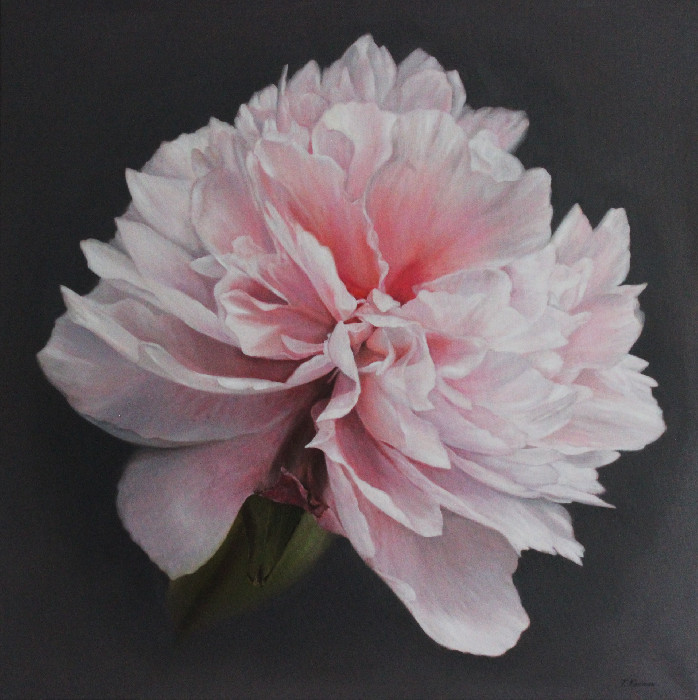 Pfingstrose :: Korman-art.de